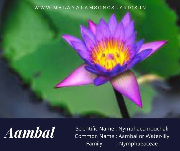 Kerala Flowering Plants with Pictures - Malayalam Songs Lyrics