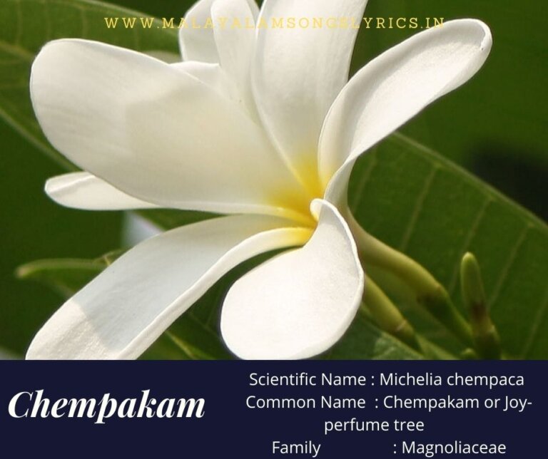Kerala Flowering Plants with Pictures - Malayalam Songs Lyrics