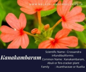 Kerala Flowering Plants with Pictures - Malayalam Songs Lyrics
