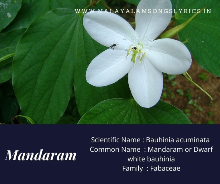 Kerala Flowering Plants with Pictures - Malayalam Songs Lyrics