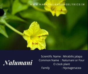 Kerala Flowering Plants with Pictures - Malayalam Songs Lyrics
