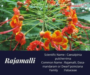 Kerala Flowering Plants with Pictures - Malayalam Songs Lyrics