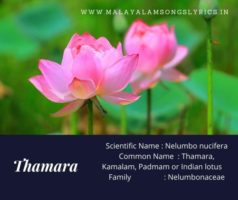 Kerala Flowering Plants with Pictures - Malayalam Songs Lyrics